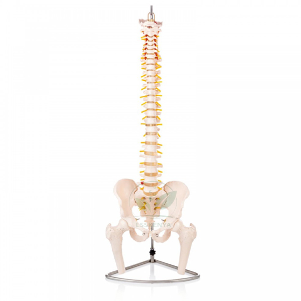 Human Vertebral Model With Pelvis & Femur Heads Manufacturers, Supplier ...