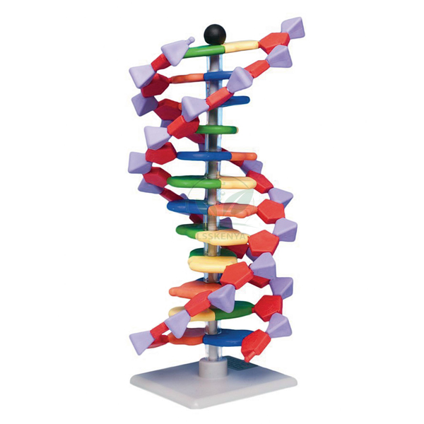 DNA Structure Model, Plastic Assembly Kit Manufacturers, Supplier ...